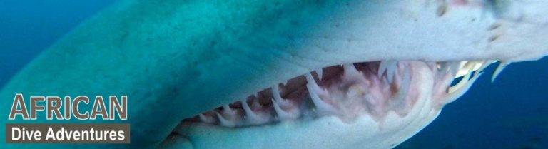 Shark Diving Protea Banks - Dive with Bullsharks + Tigersharks
