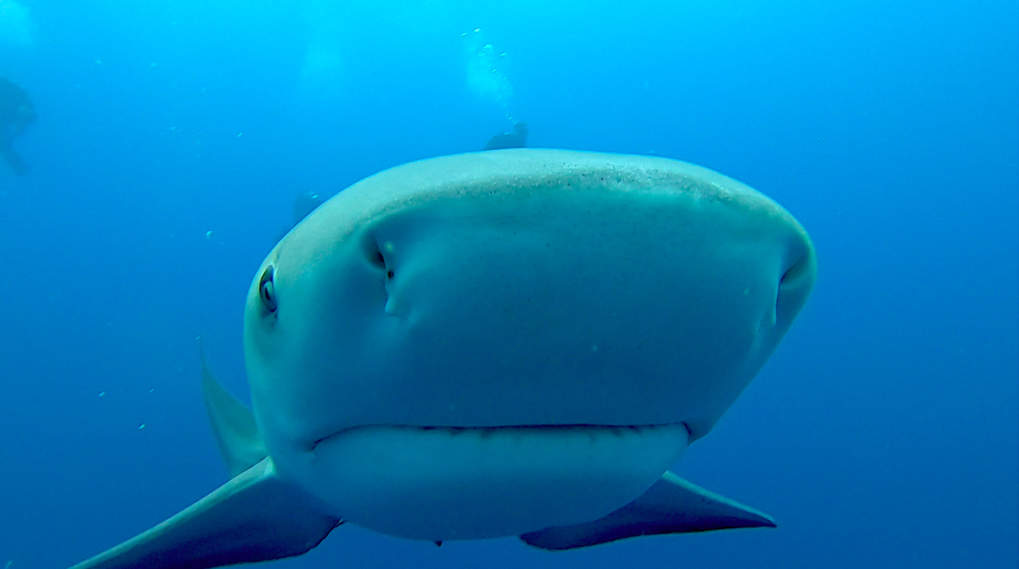 Shark Diving Protea Banks - Dive with Bullsharks + Tigersharks